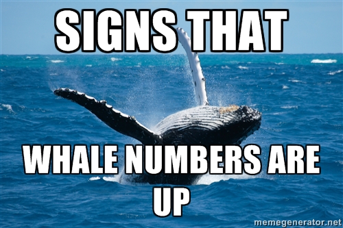 Meme'd From the Headlines: Signs That Whale Numbers Are Up - The ...